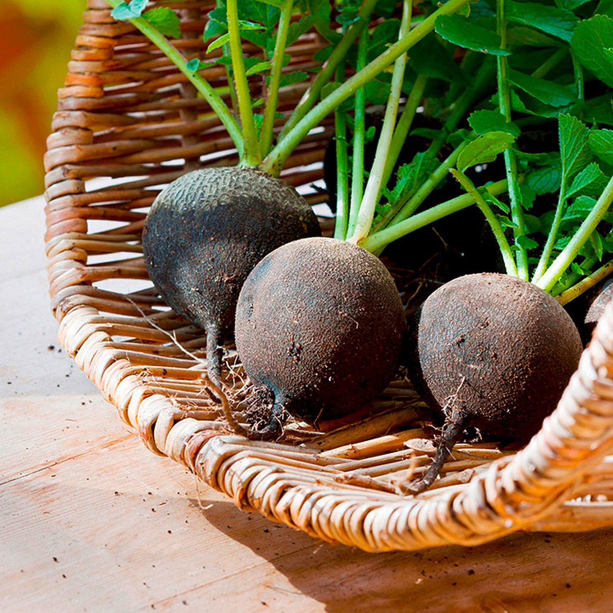 El Rábano negro desde los faraones hasta nuestro tiempo - Canariasgourmet!